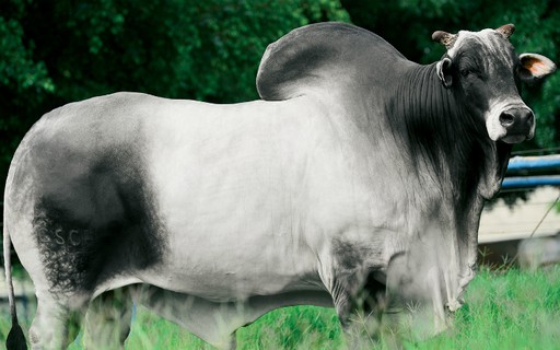 Morre Tango, touro famoso pela sua excelente genética leiteira ...
