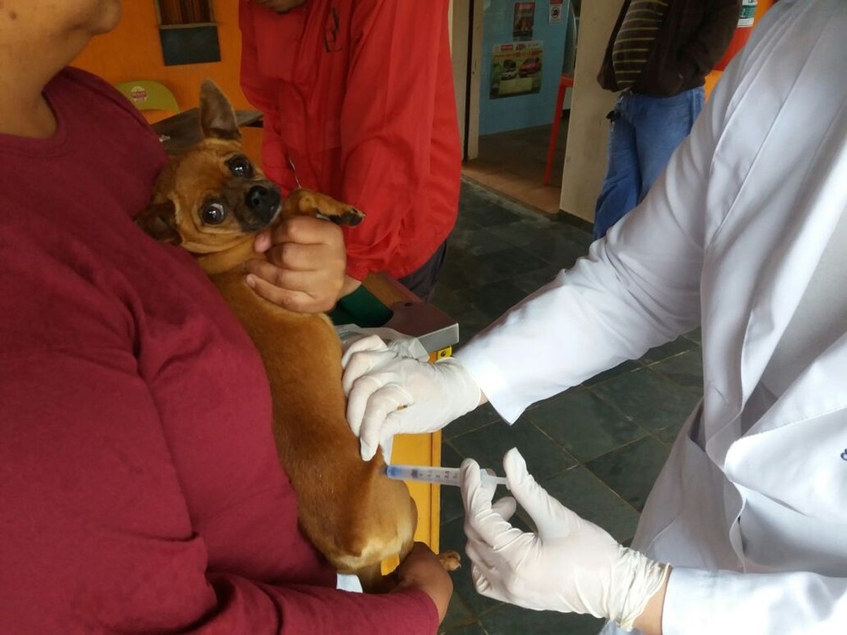 Campanha de vacinação contra a raiva animal começa em João Pessoa; veja ...