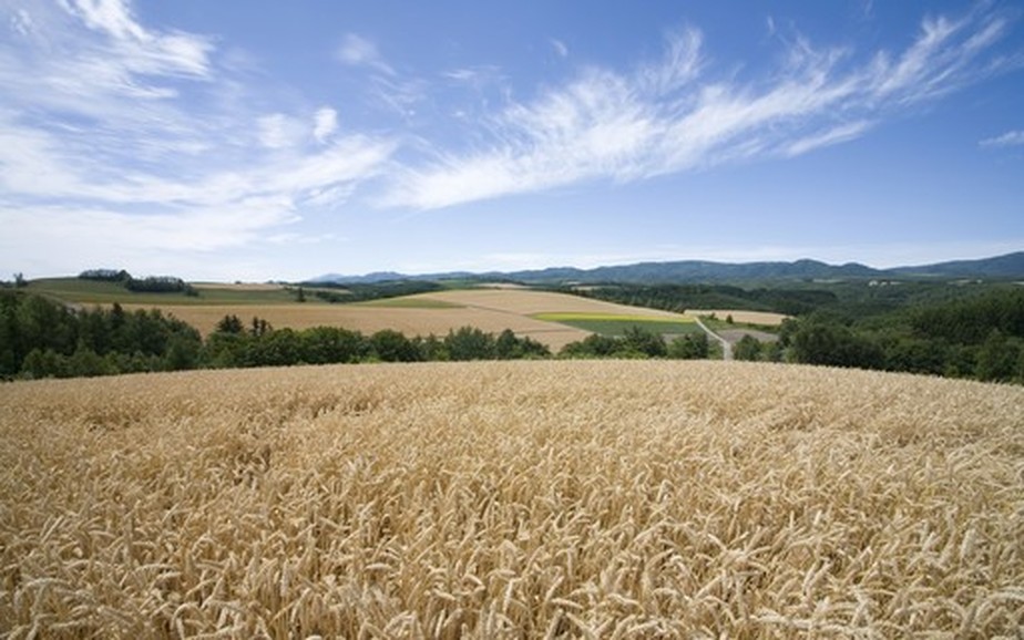 Paraná inicia o plantio do trigo e prevê aumento da área cultivada ...