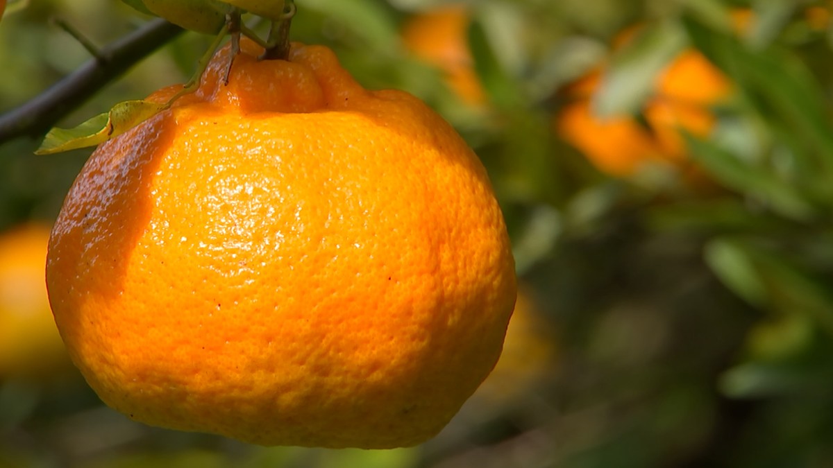 Produtores colhem safra de ponkan | Nosso Campo | G1