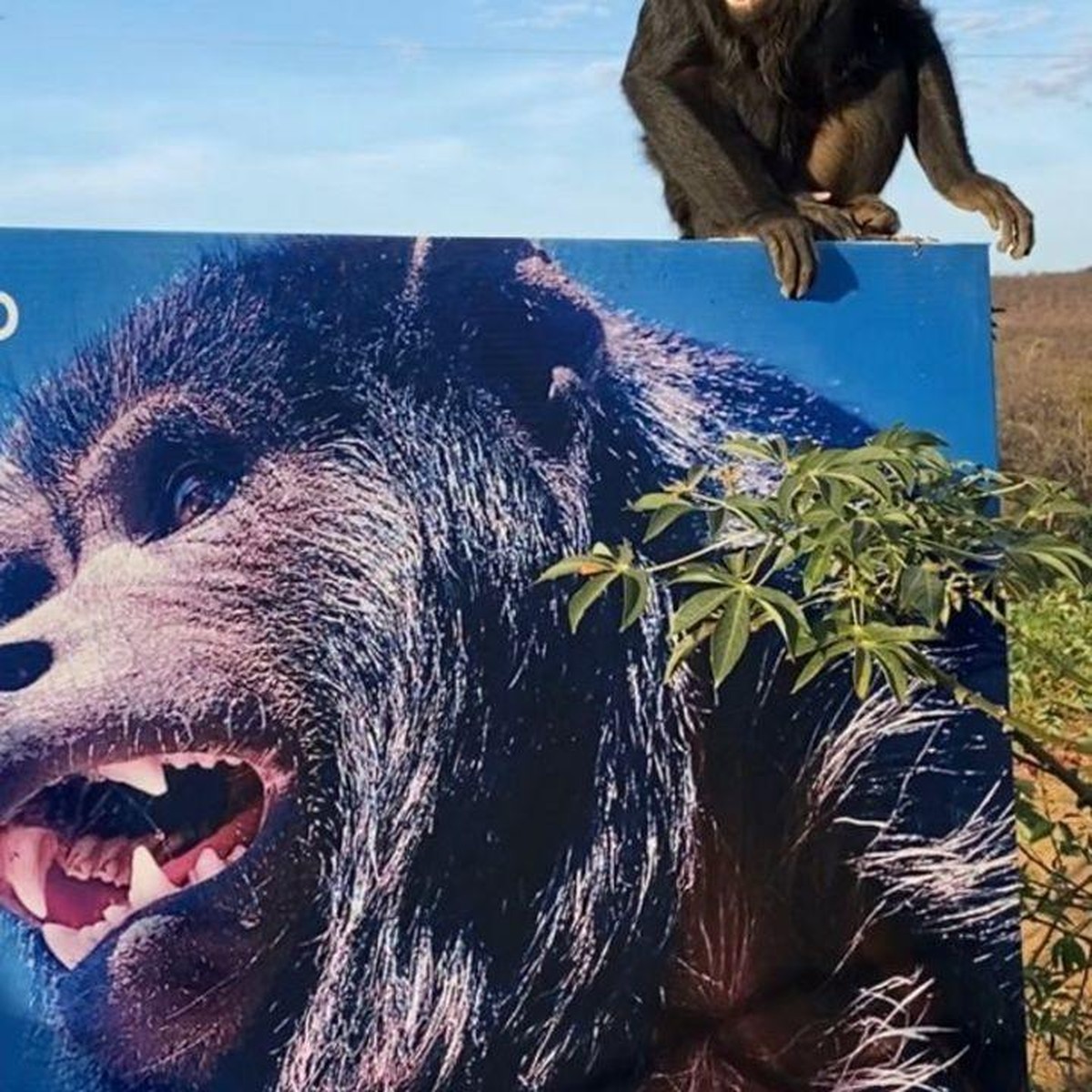Macaco bugio ataca duas mulheres e uma criança em São Raimundo Nonato ...