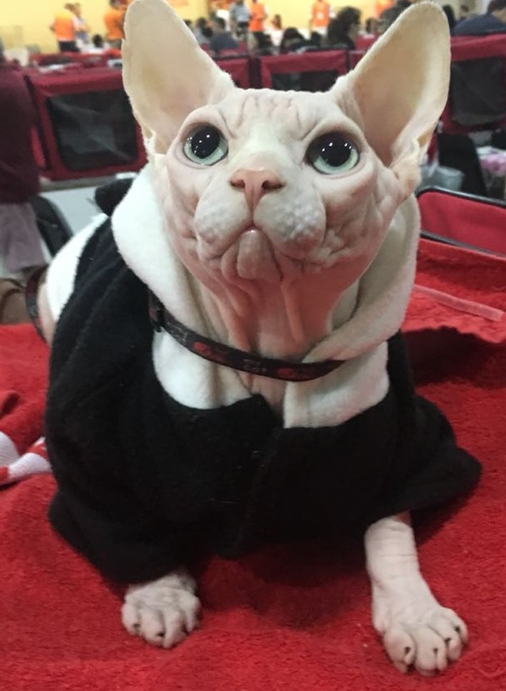 Feira reúne gatos que chegam a custar R$ 5,5 mil e apresenta novidades ...