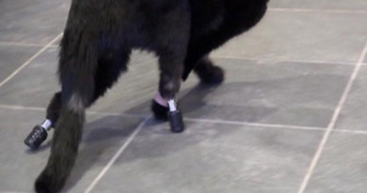 G1 - Gato amputado ganha patas traseiras biônicas - notícias em Ciência ...