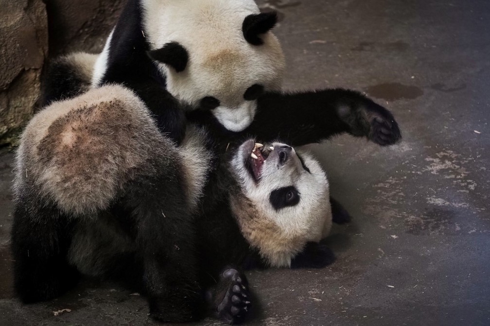 Panda Meng Meng, do zoológico de Berlim, está grávida | Natureza | G1