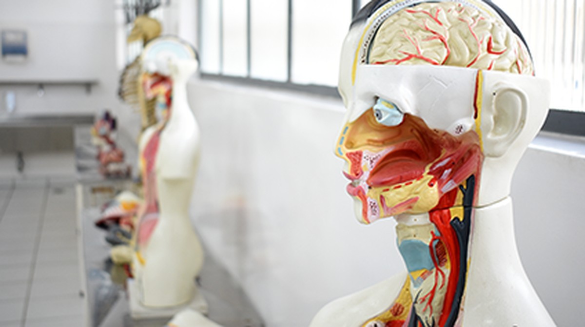 Museu Didático do Corpo Humano da UNITAU explica anatomia na prática ...