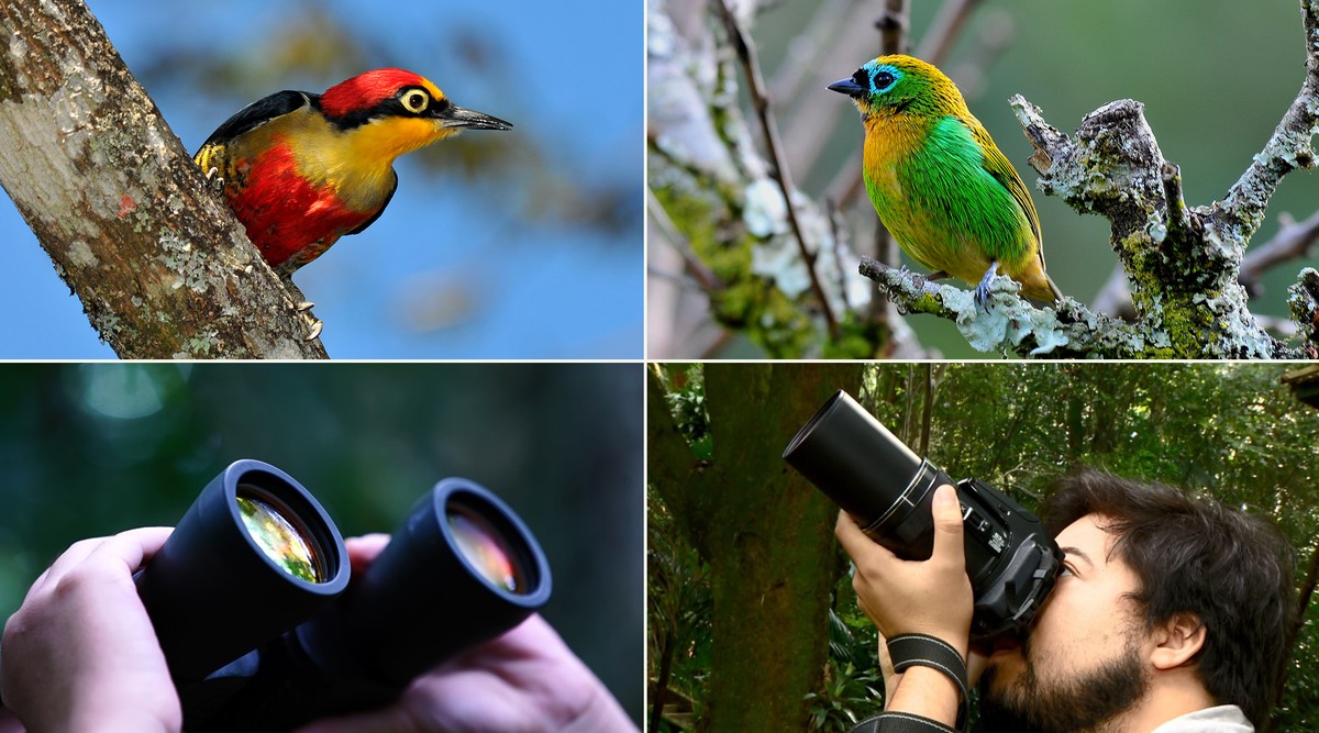 Observação de aves é uma prática que faz bem à saúde e à natureza ...