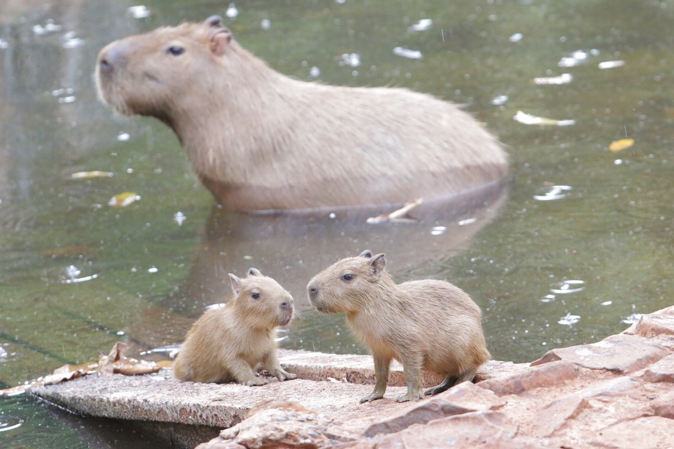 Zoo de Ribeirão Preto, SP, tem filhotes de guaxinim, capivara e ...