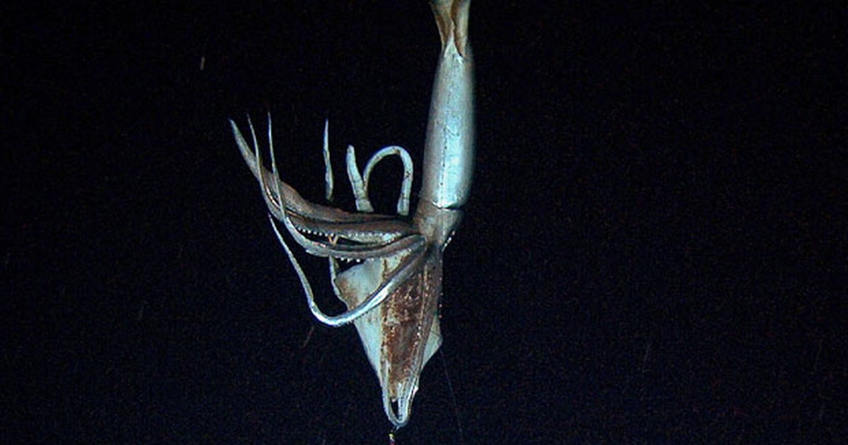 Natureza - Primeiras imagens de lula gigante no fundo do mar são ...