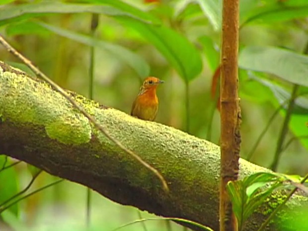 G1 - Uirapuru, a lenda amazônica, é encontrada pelo jornalista Ciro ...