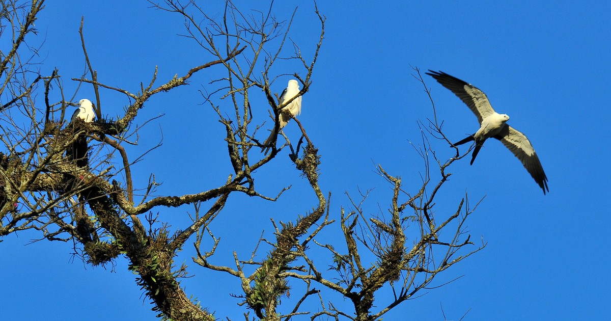 G1 - Aves migratórias têm roteiros próprios de viagem e destino final ...