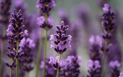 12 plantas e flores roxas para cultivar em casa - Casa e Jardim ...