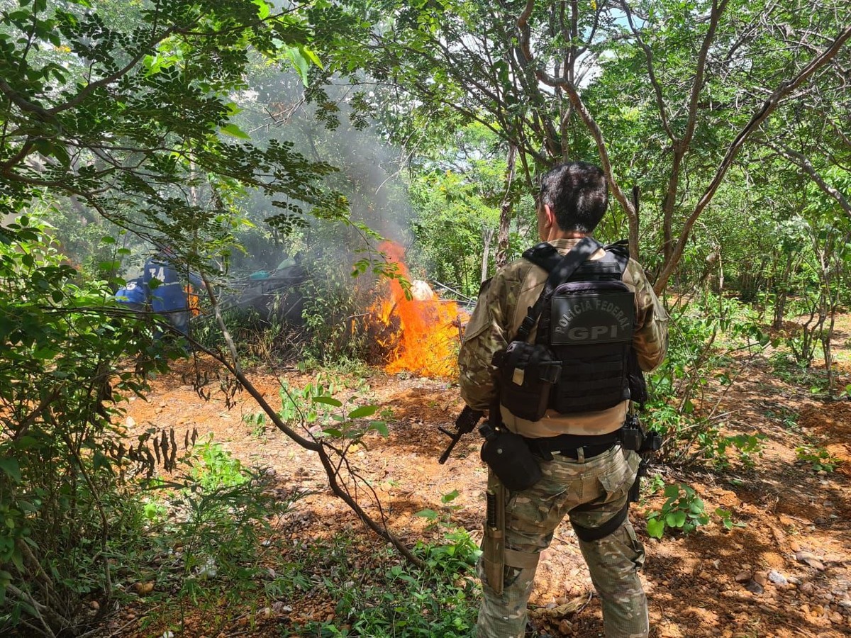 Polícia Federal destrói mais de 170 mil pés de maconha no Sertão de ...