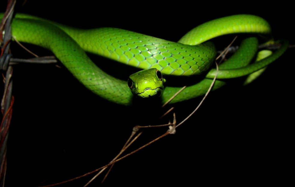Registros da Caatinga revelam detalhes do bioma exclusivo do Brasil ...