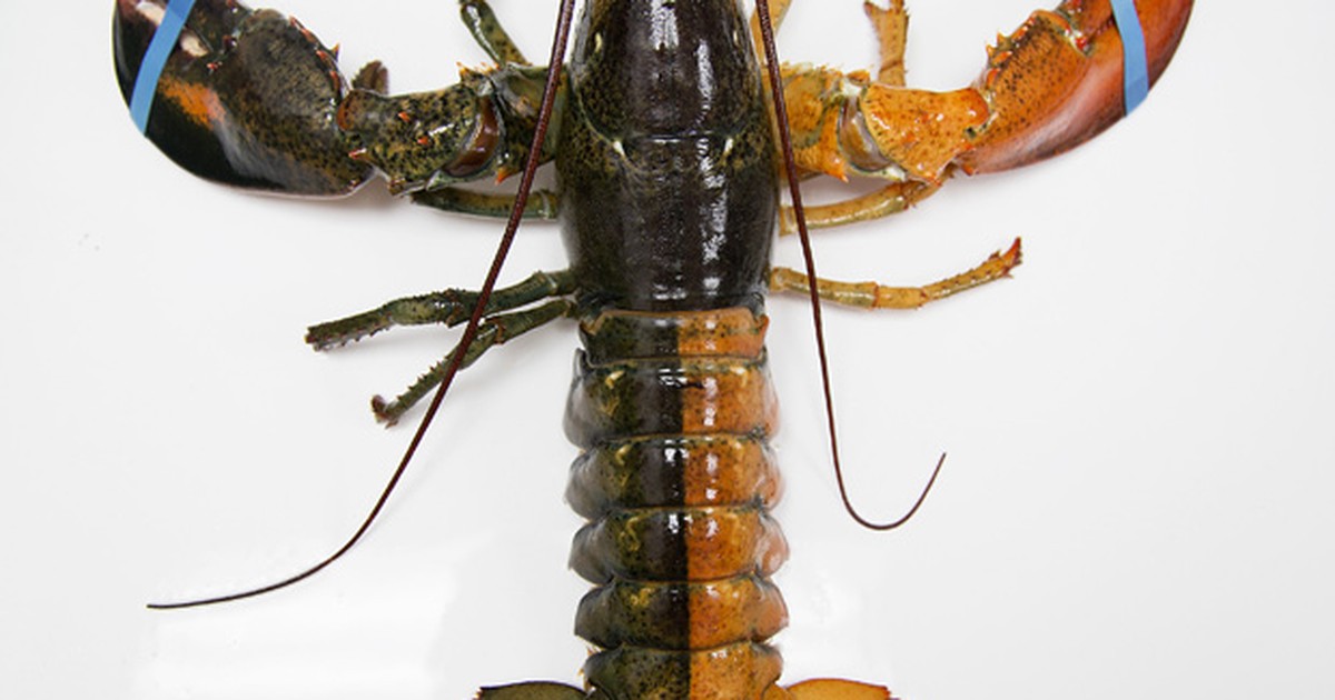 Natureza - Lagosta rara de duas cores é encontrada nos Estados Unidos