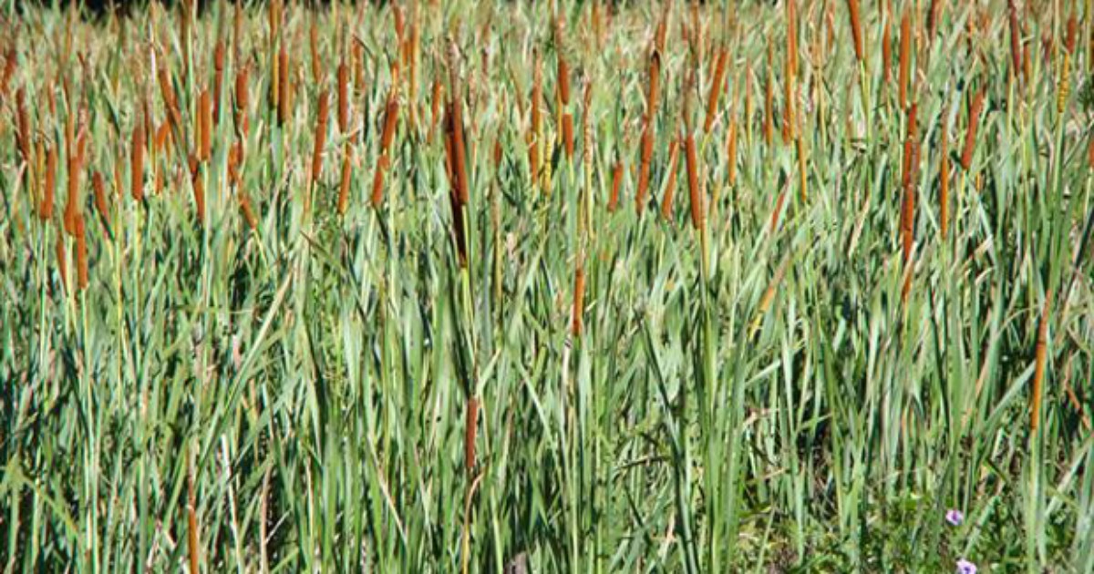 G1 - Taboa - notícias em Flora