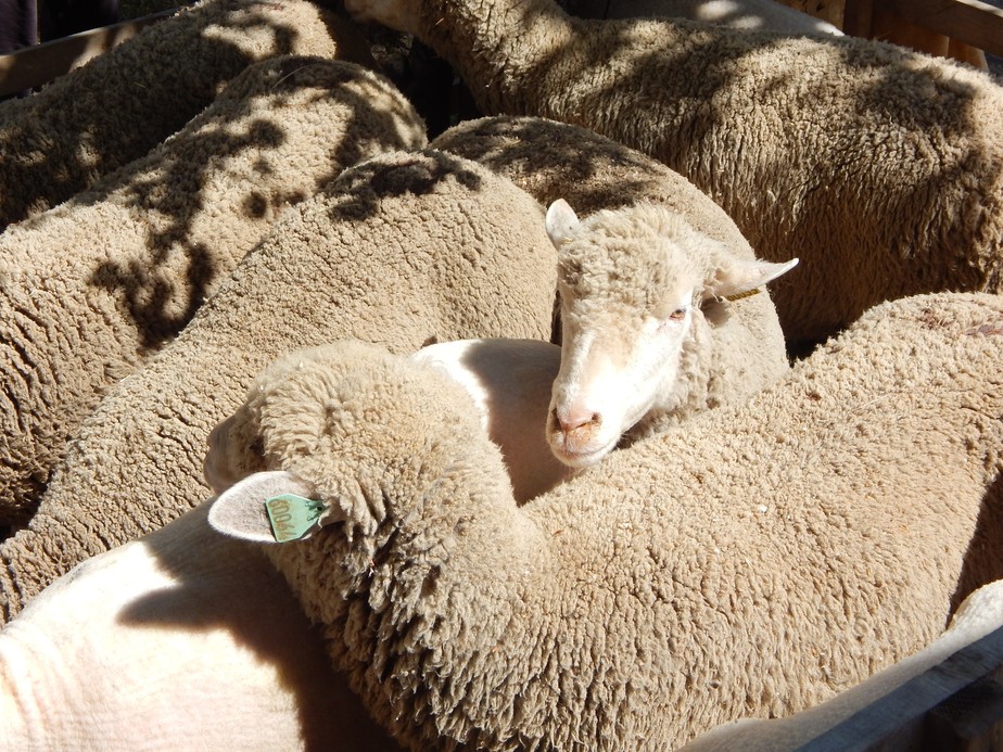 Nova Zelândia registra menor número de ovelhas da história | Mundo | extra