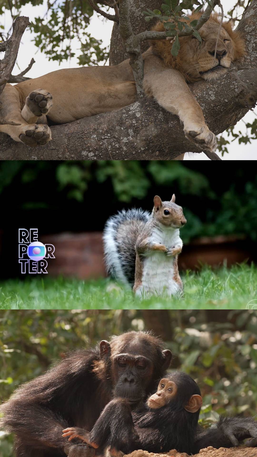 Confira imagens da vida animal registradas pelo Globo Repórter em 2022 ...