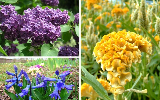 Raflésia: conheça a rara (e fétida) flor que pode atingir 1 m de ...