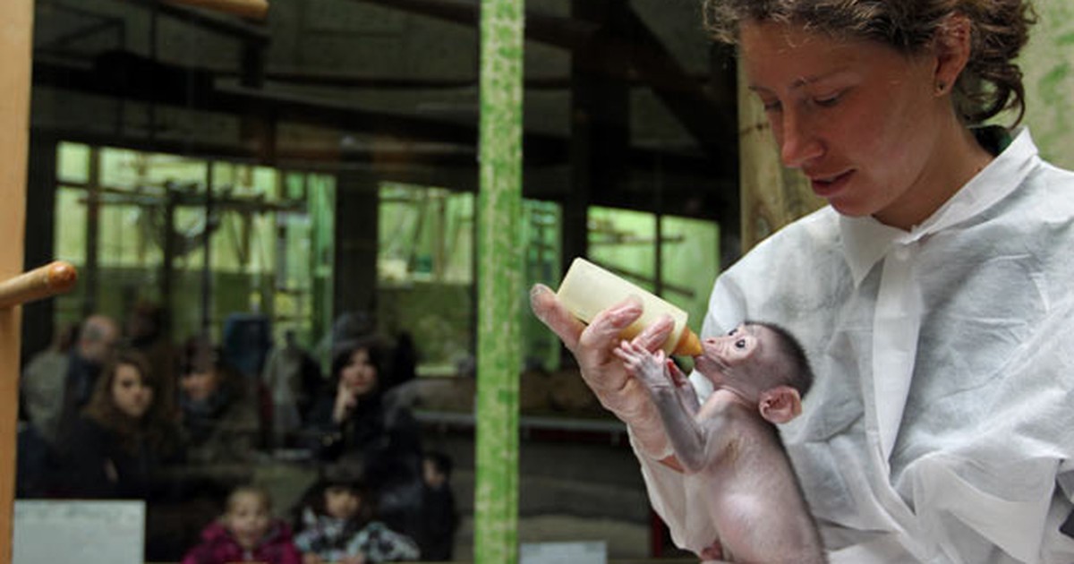 Natureza - Macaco rejeitado pela mãe é alimentado em zoológico francês