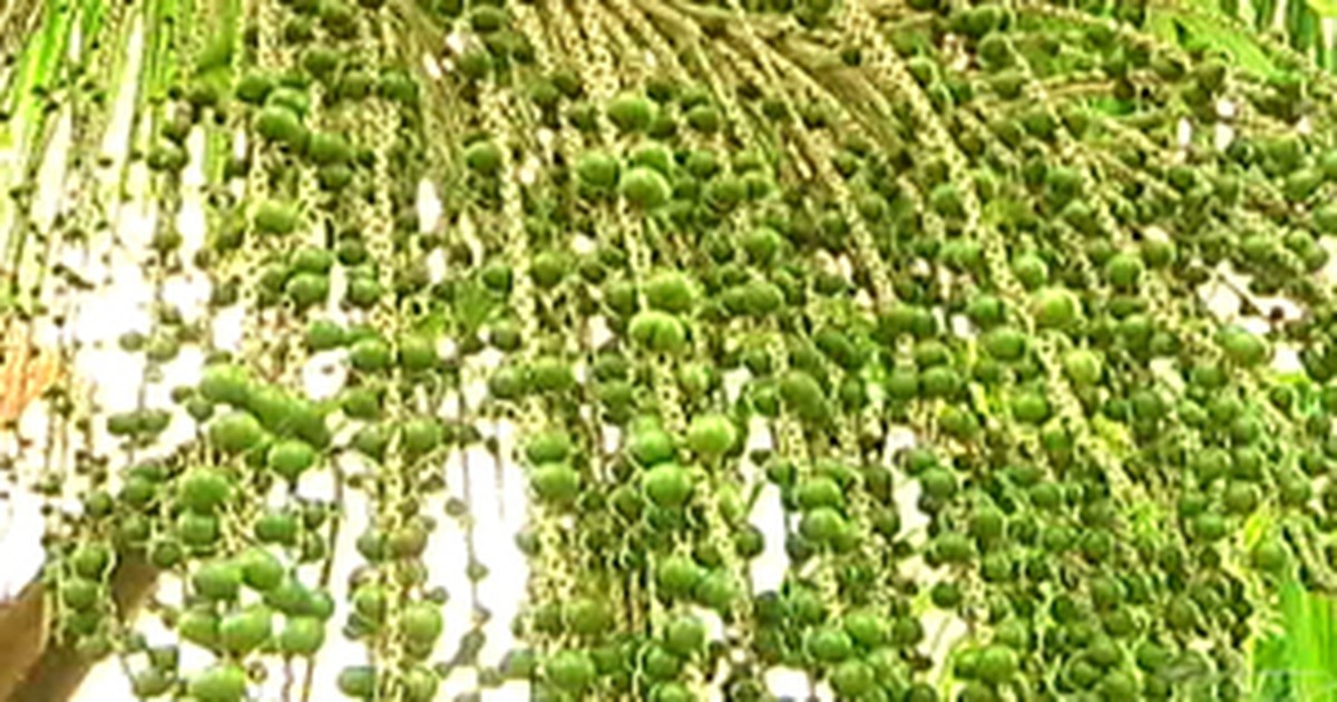 G1 - Produção de juçara vira oportunidade de desenvolvimento em Arari ...