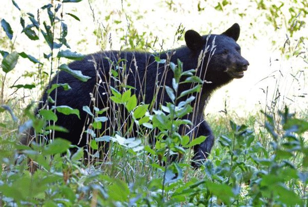 Natureza - Urso é flagrado em 'visita' a campus de universidade nos EUA