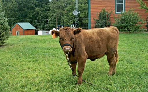 Como criar minibovinos - Revista Globo Rural | Como criar