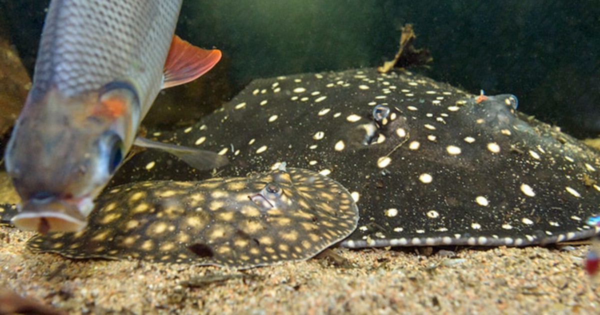 Natureza - Filhotes de arraia amazônica nascem em zoológico da Suíça
