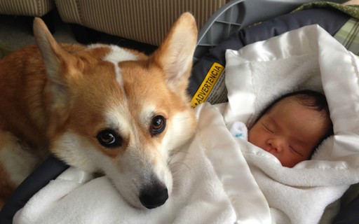 Fotos: Cachorro ajuda pais inexperientes a cuidar de bebê de apenas ...