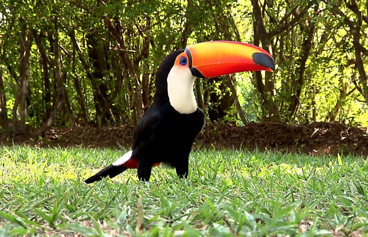 A curiosa história de um tucano de vida livre em São Carlos, no ...