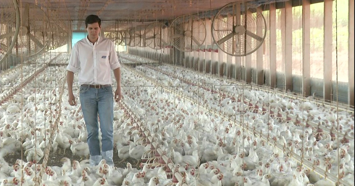 Agronegócios - Mercado do frango reage e anima criadores de São Paulo