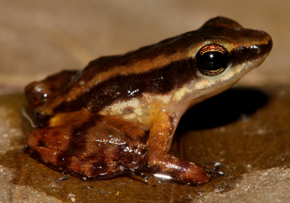 Vocalização diferente ajuda pesquisadores a descobrir nova espécie de ...