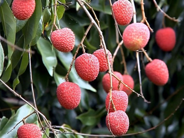 G1 - É tempo de colher lichia e a fruta ganha espaço no interior ...