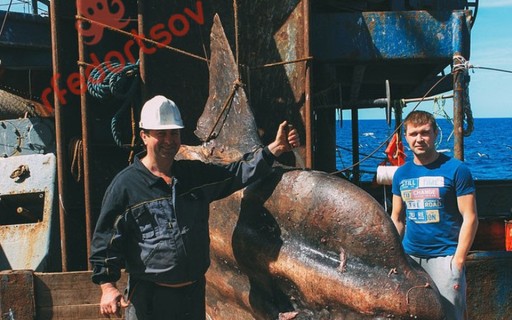 Pescador russo usa redes sociais para mostrar criaturas marinhas ...