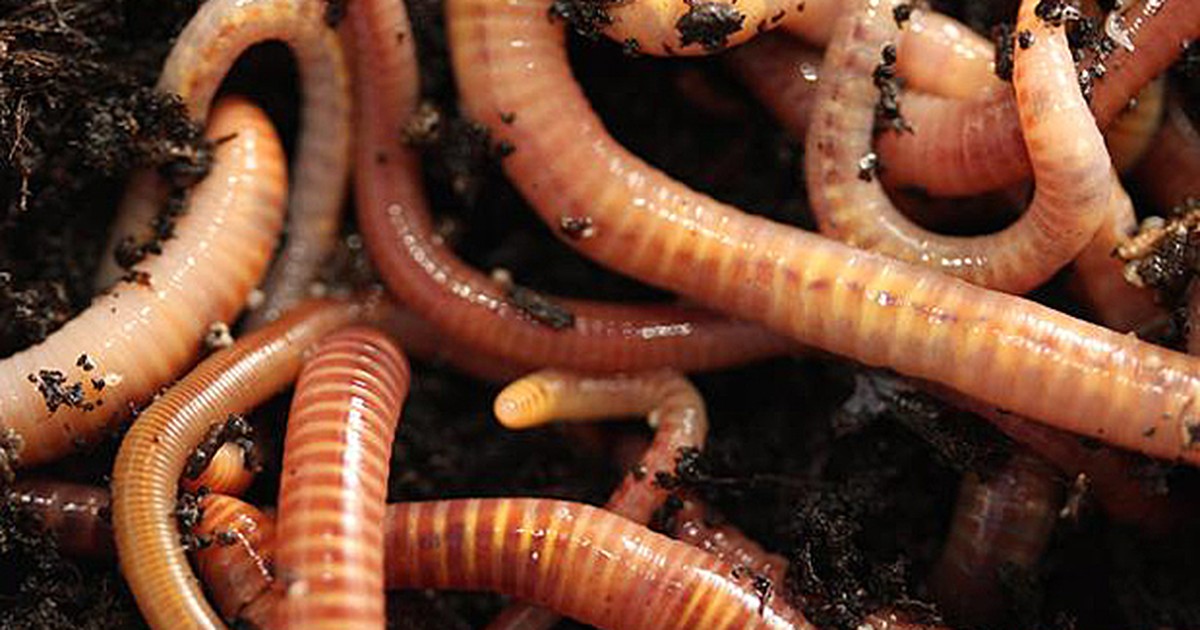 G1 - Cientistas estudam prós e contras de invasão global de minhocas ...