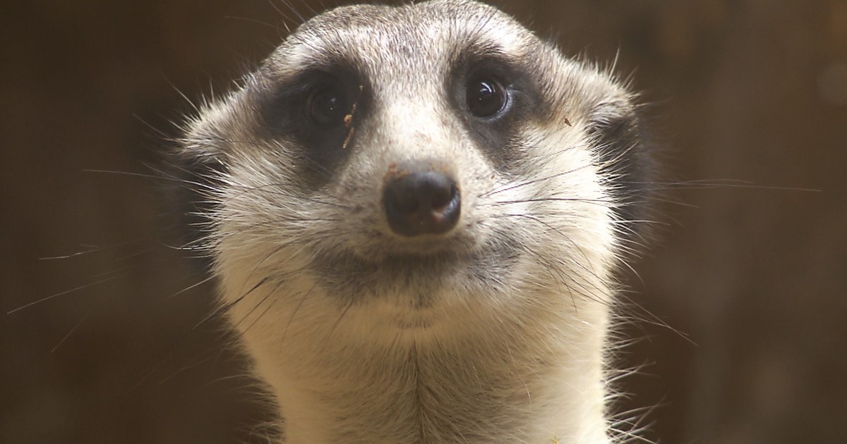 G1 - Suricato vive em bando de até 50 indivíduos e emite som de alerta ...