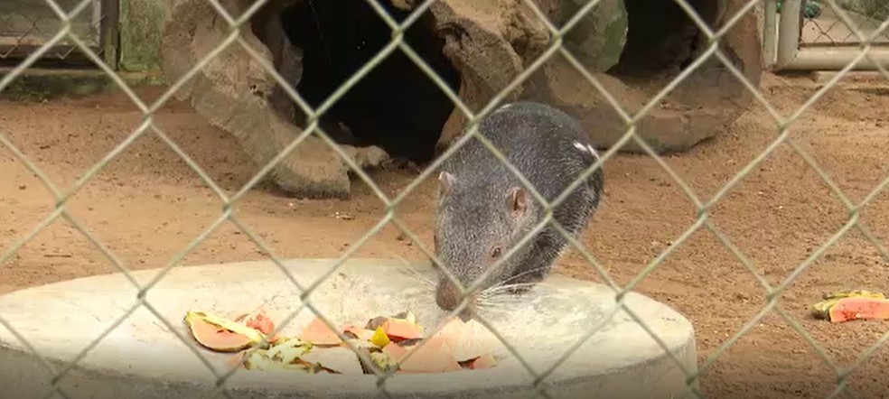 Única pacarana fêmea criada em zoológico no país está em quarentena ...