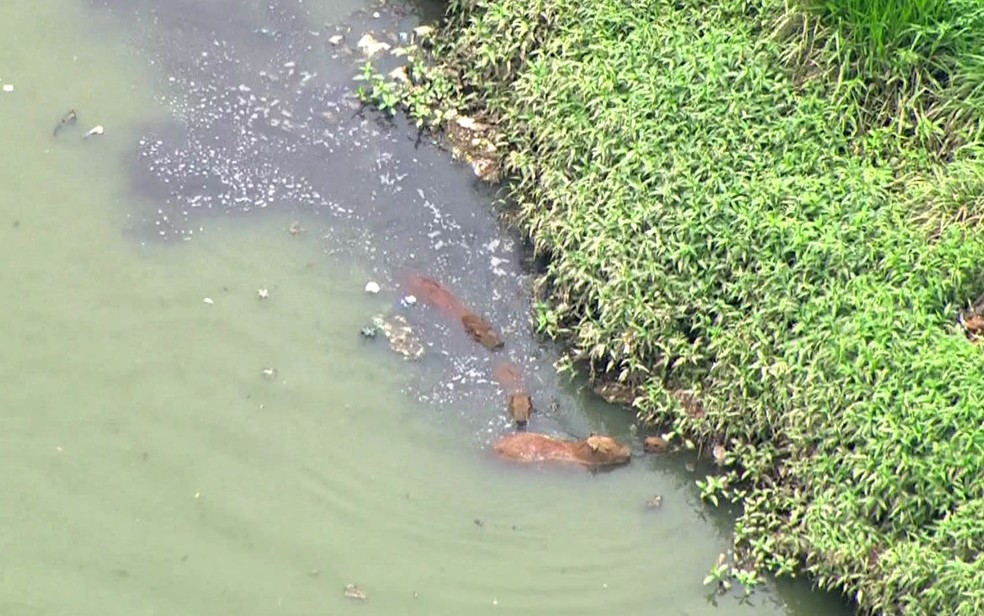 Família de capivaras é vista nadando no Rio Pinheiros, em SP; veja ...