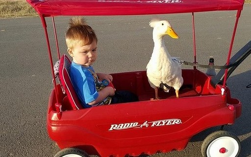 Fofura: bebê e pato se tornam melhores amigos - Revista Crescer ...