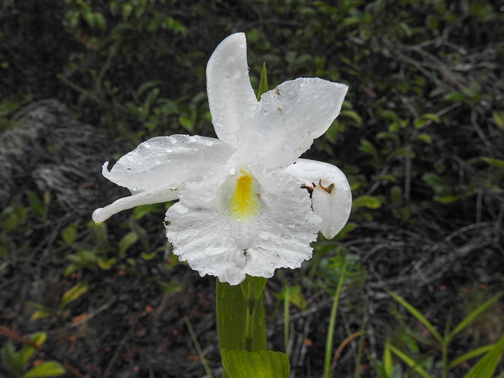 Você sabe o que é a muçununga? | PMMA