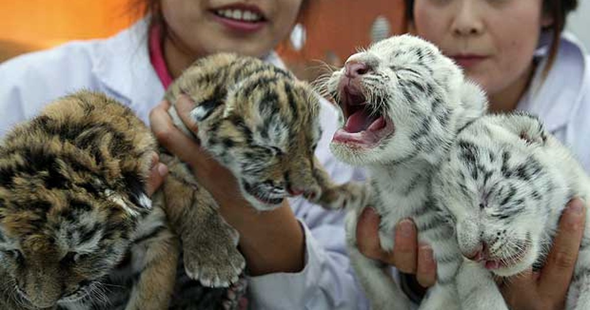 G1 - Filhotes de tigres siberianos nascem na China - notícias em Mundo