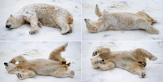 G1 - Urso polar é fotografado em poses curiosas em zoo alemão ...