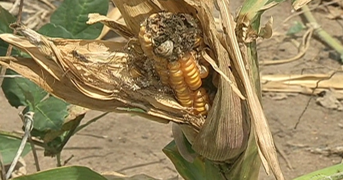 Agronegócios - Plantações de milho são atacadas por doença nova no Ceará