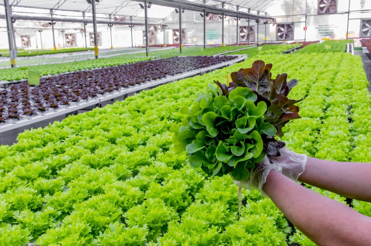 Fazenda urbana recebe professores para visitas gratuitas em Campinas ...