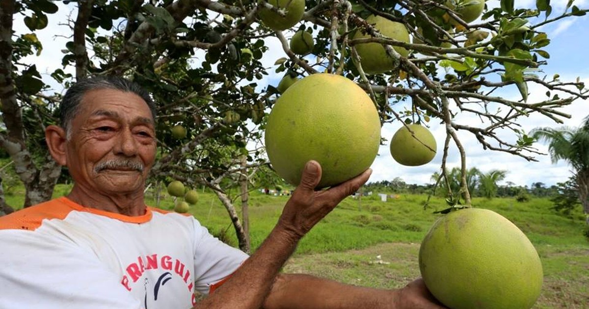 G1 - No interior do Acre, família cultiva laranjas gigantes com mais de ...