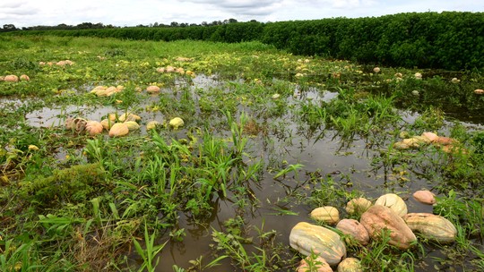G1 – Amazonas: notícias e vídeos da Rede Amazônica