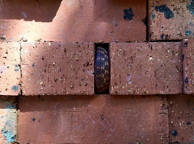 G1 - Cobra se esconde em buraco de parede e fica 'camuflada' na ...