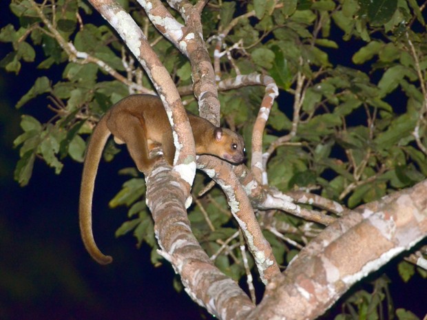 G1 - Jupará tem hábito noturno e é confundido com macacos - notícias em ...