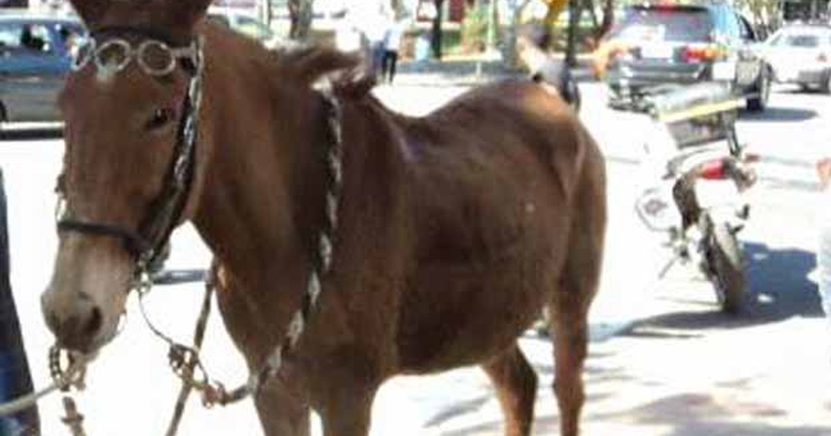 G1 - Cavaleiro é preso por agredir burro durante cavalhada da Festa Uai ...