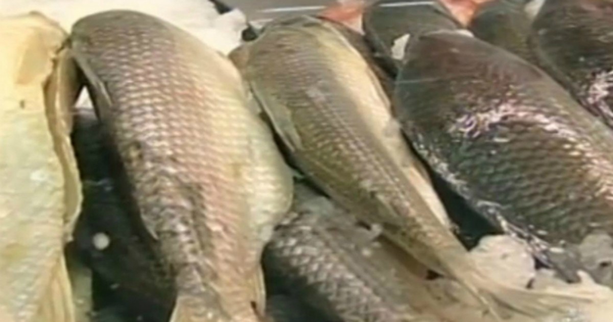 G1 - Filé de tilápia e surubim são peixes mais procurados em Uberlândia ...