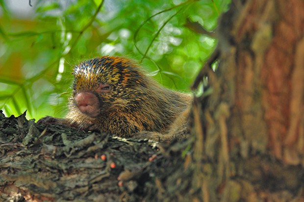 G1 - Ouriço-cacheiro é observado da janela da redação do Terra da Gente ...